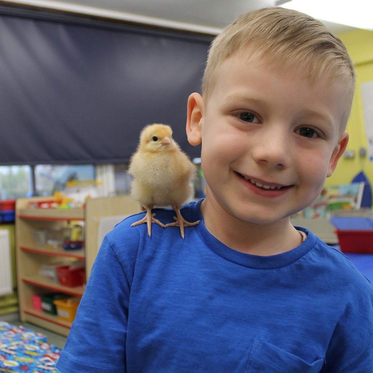 Belmore Primary School - Reception Hatch Chicks